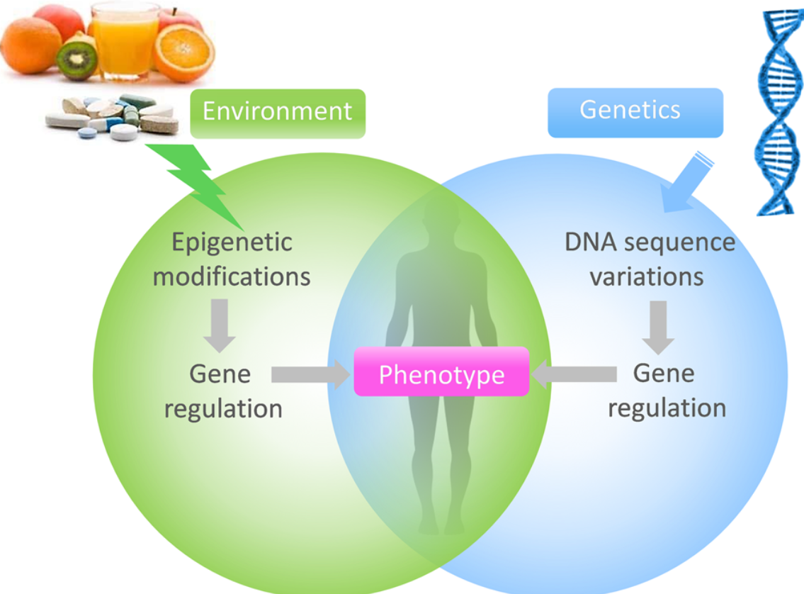 Finding a Secret of Anti Agiing in Epigenetic - MyMedicPlus