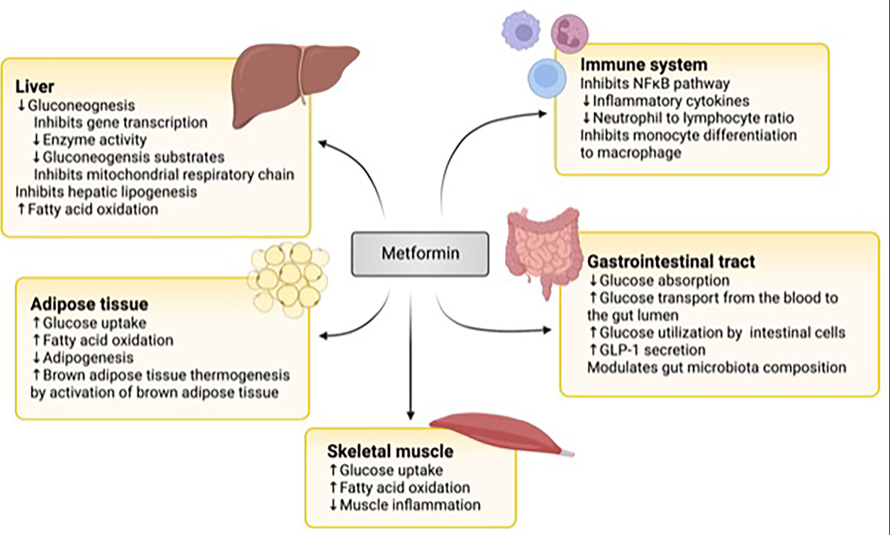 Metformin - A Best Treatment for Type 2 diabetes & Anti Aging - MyMedicPlus